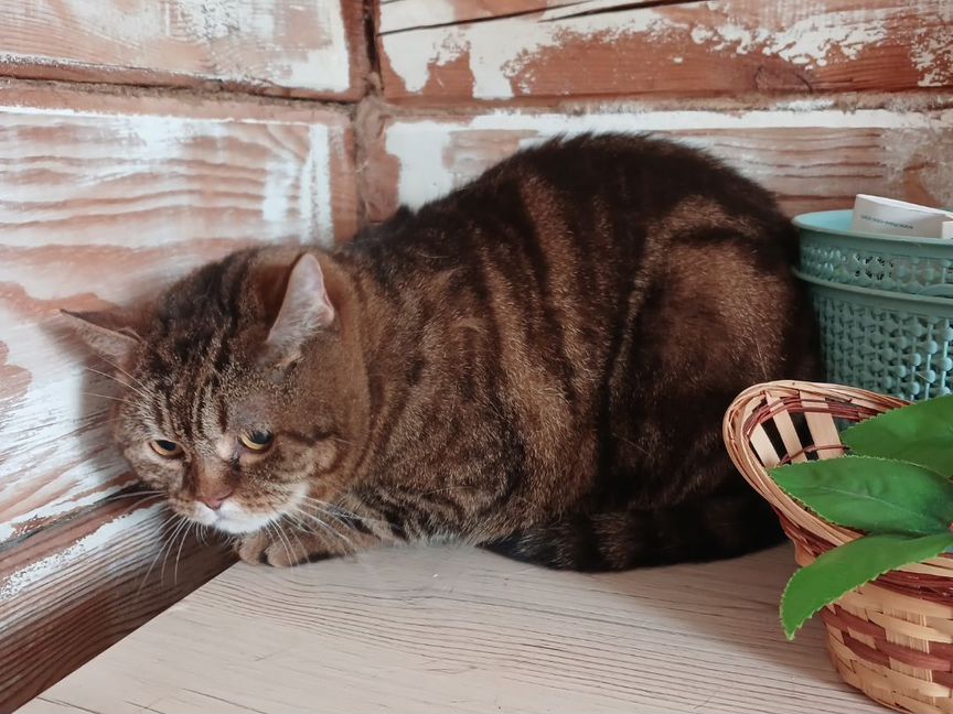 Кошка булочка роскошная шубка