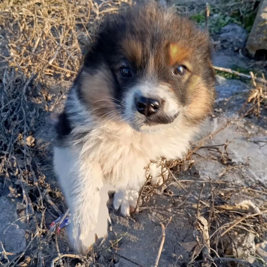 Щенок в добрые руки