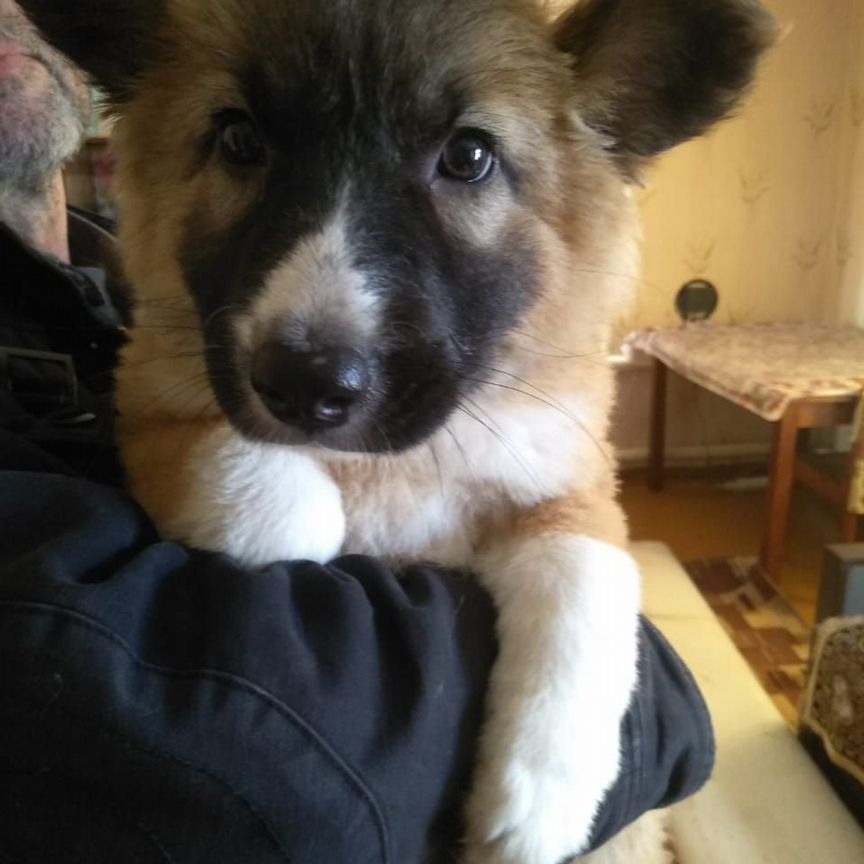 Потерялся щенок