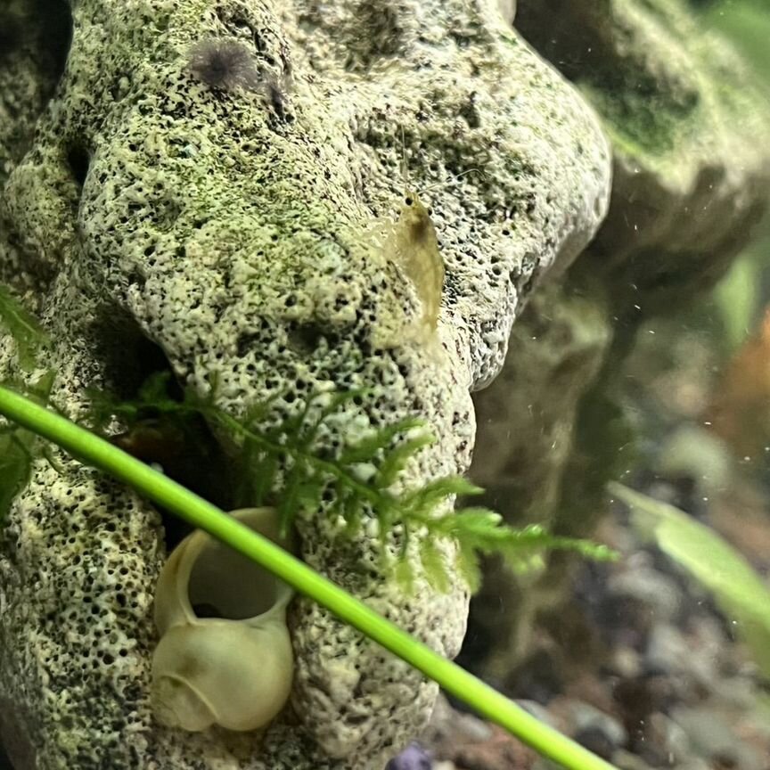 Аквариумные креветки