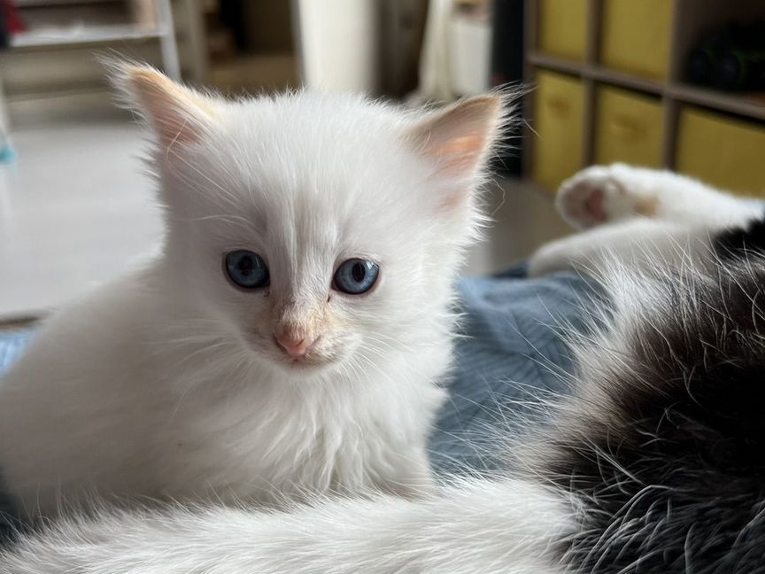 Котенок девочка