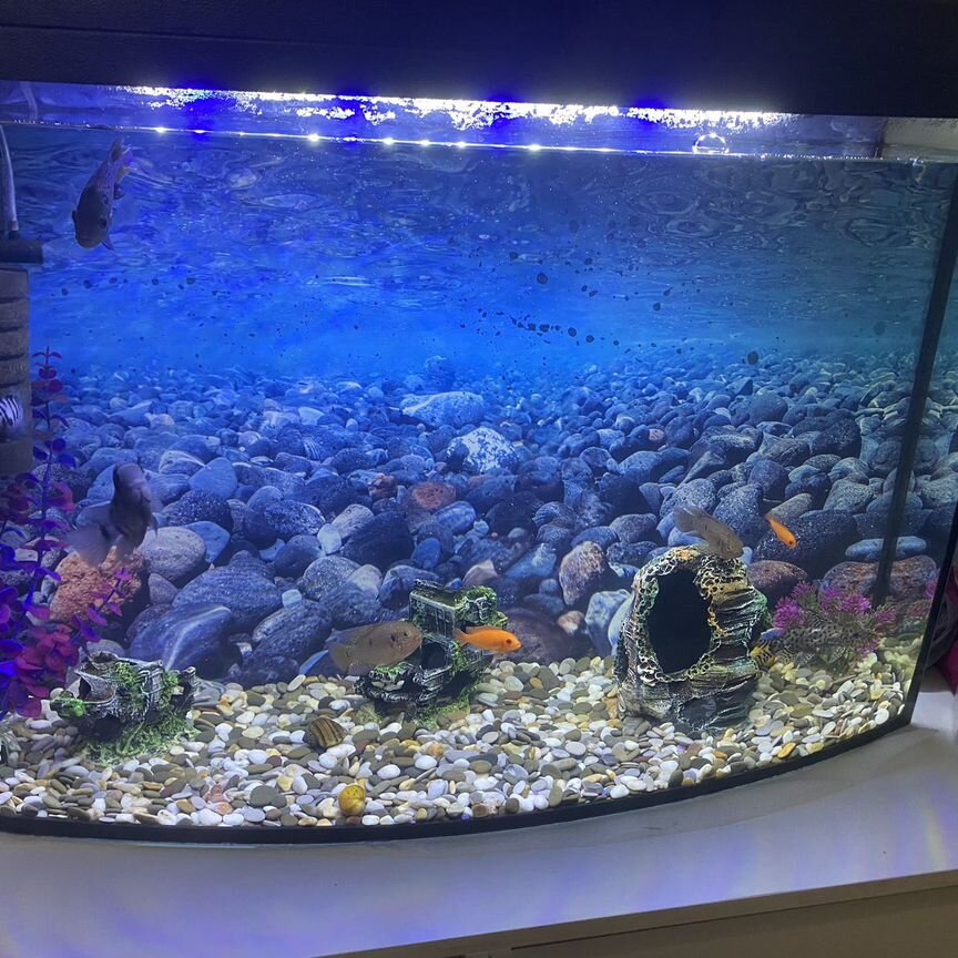 Аквариум с обитателями 105л