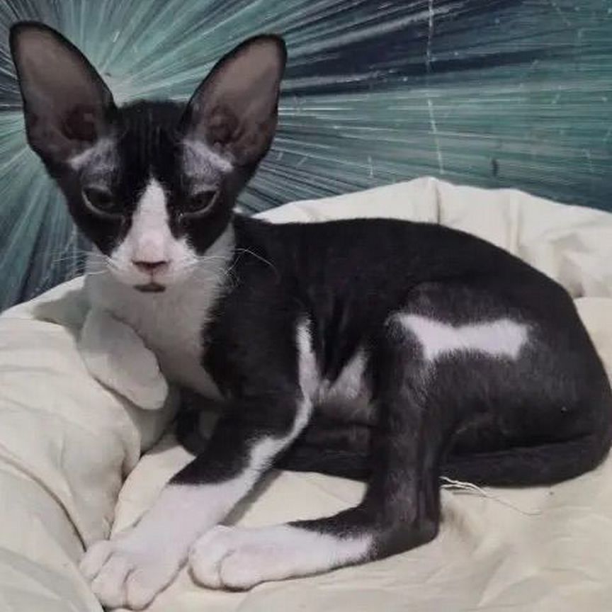 Ориентальный котёнок