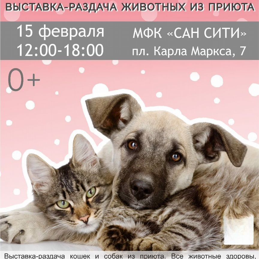 Собаки и кошки в добрые руки