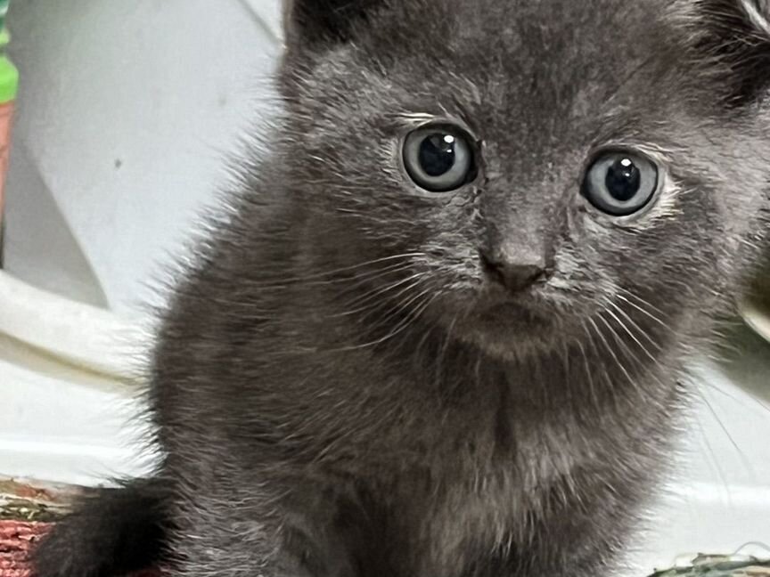 Котята