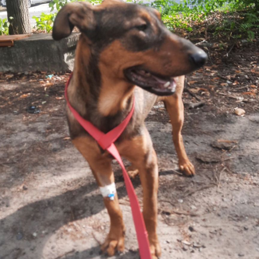 Собака Снуп в добрые руки