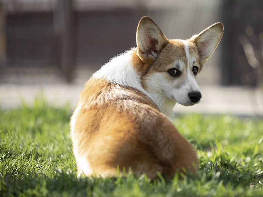 Супер корги