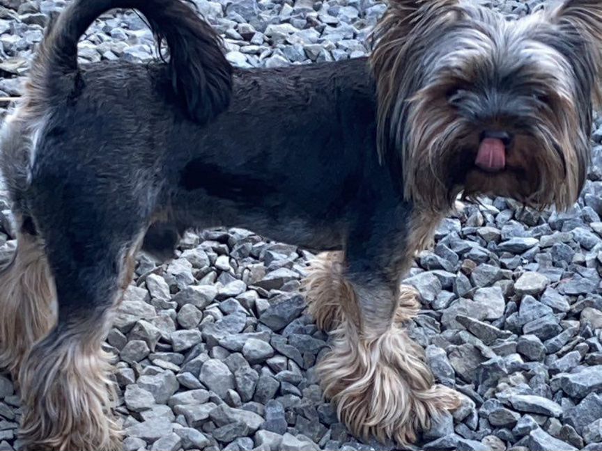 Йоркширский терьер