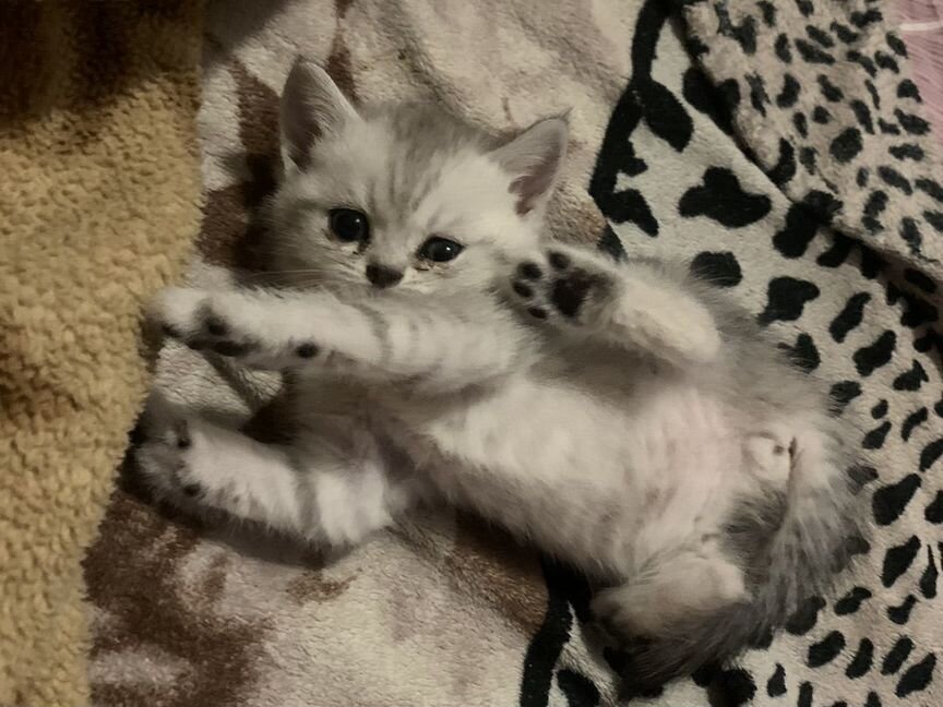 Шотладские котята