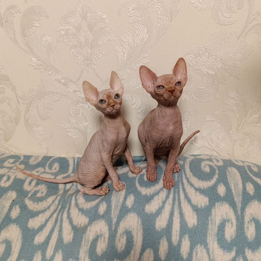 Канадский сфинкс котенок