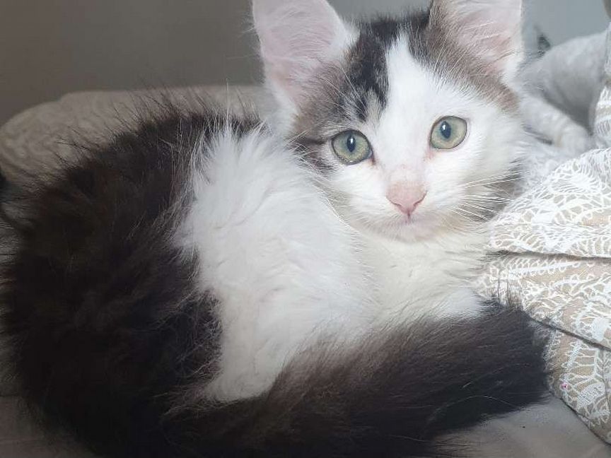 Ушастый котейка