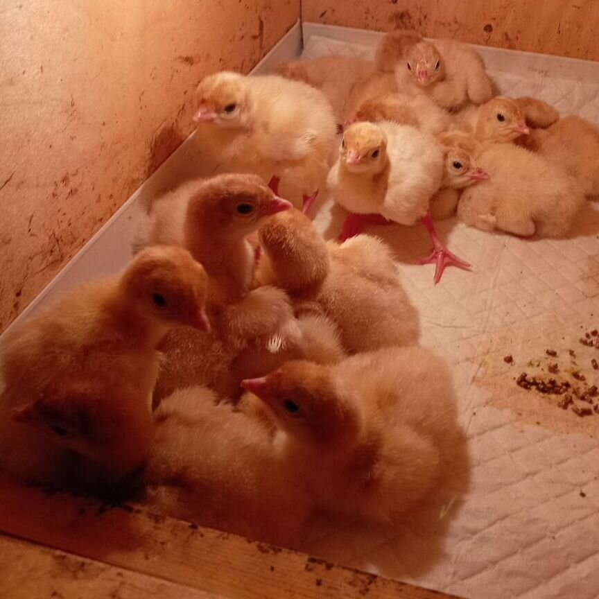 Индюшата хайбрид конвертер