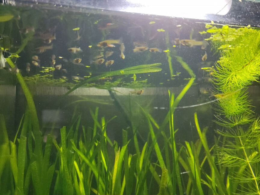 Мальки гуппи. Бесплатно