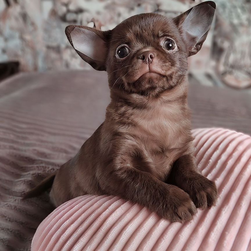 Чихуахуа, щенок