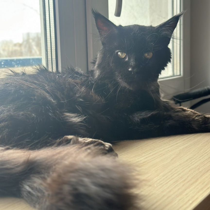 Мейн-кун полидакт черный