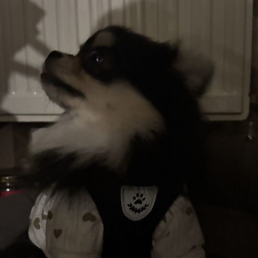 Померанский шпиц, щенок