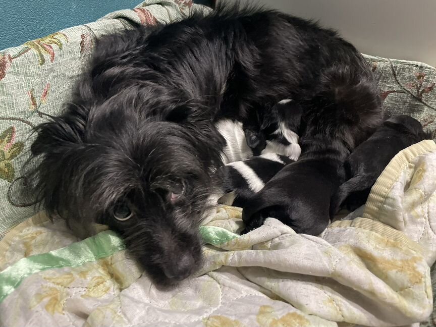 Отдам в добрые руки