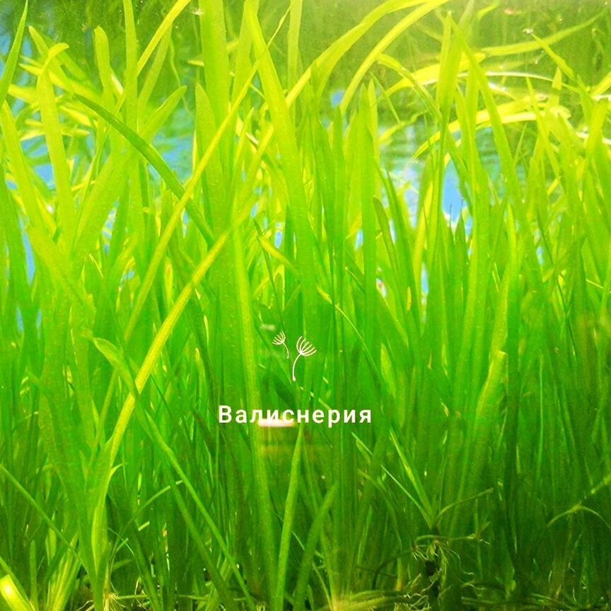 Валиснерия трава для аквариума