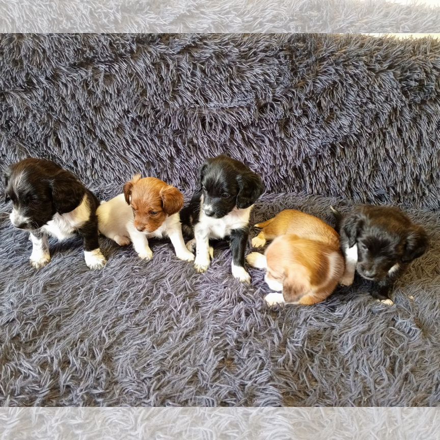 Такса, щенок