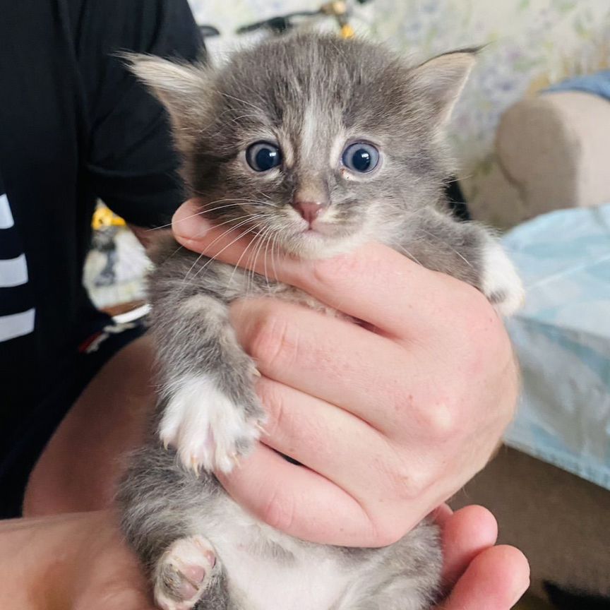 Котёнок в добрые руки