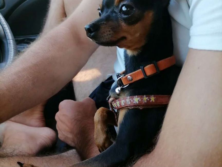 Мини той-терьер вязка