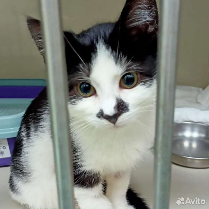 Тимка 3 мес. в добрые руки