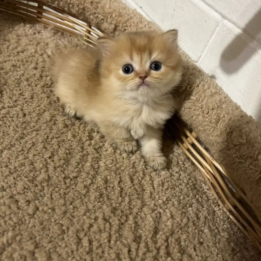 Британский короткошёрстный котёнок