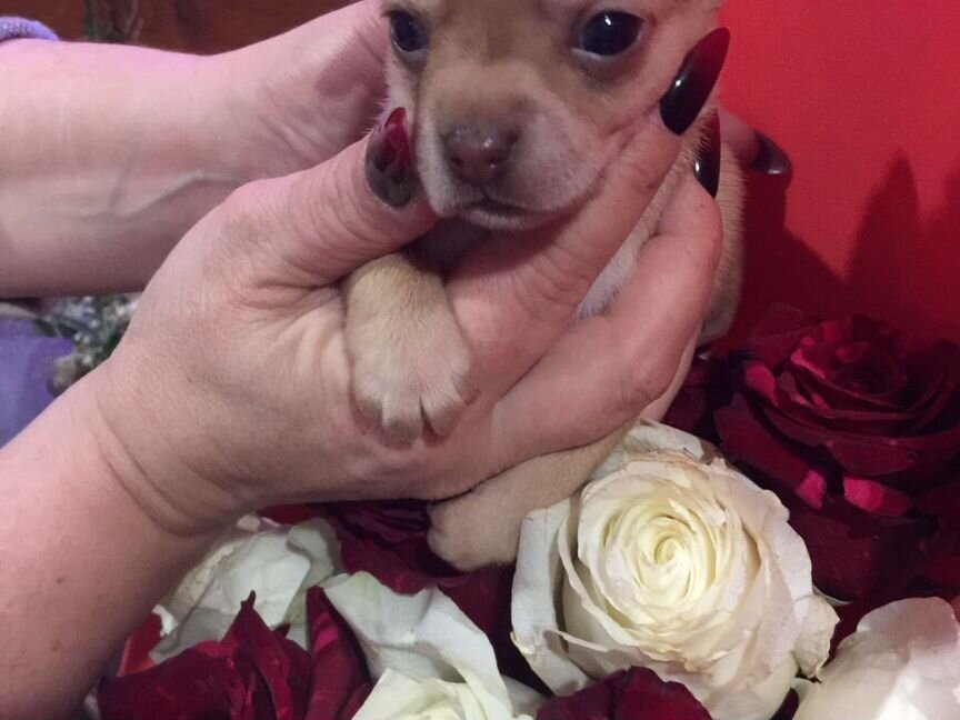 Щенки чихуахуа