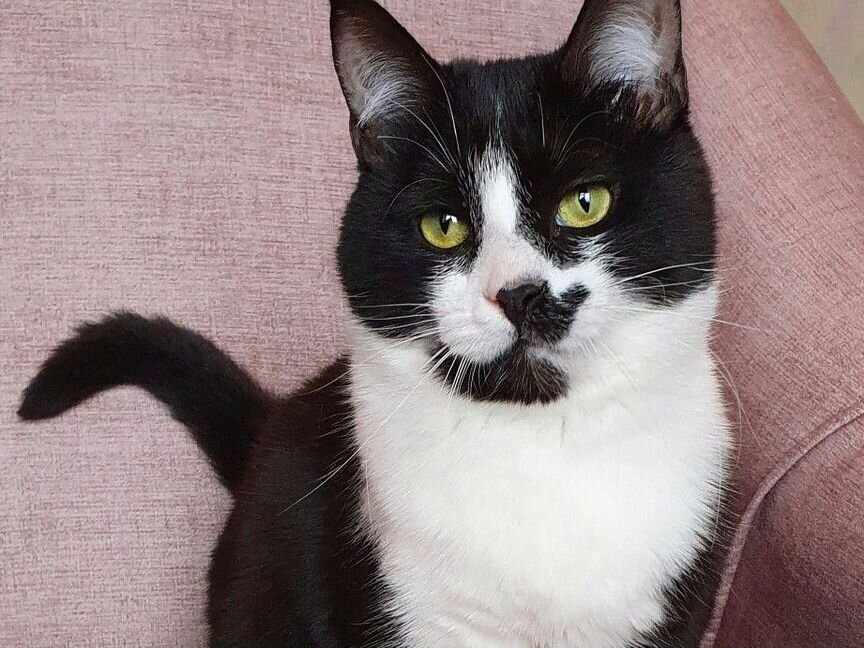 Кошечка Нюра из приюта