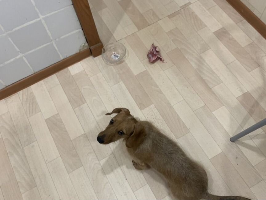 Кроличья такса