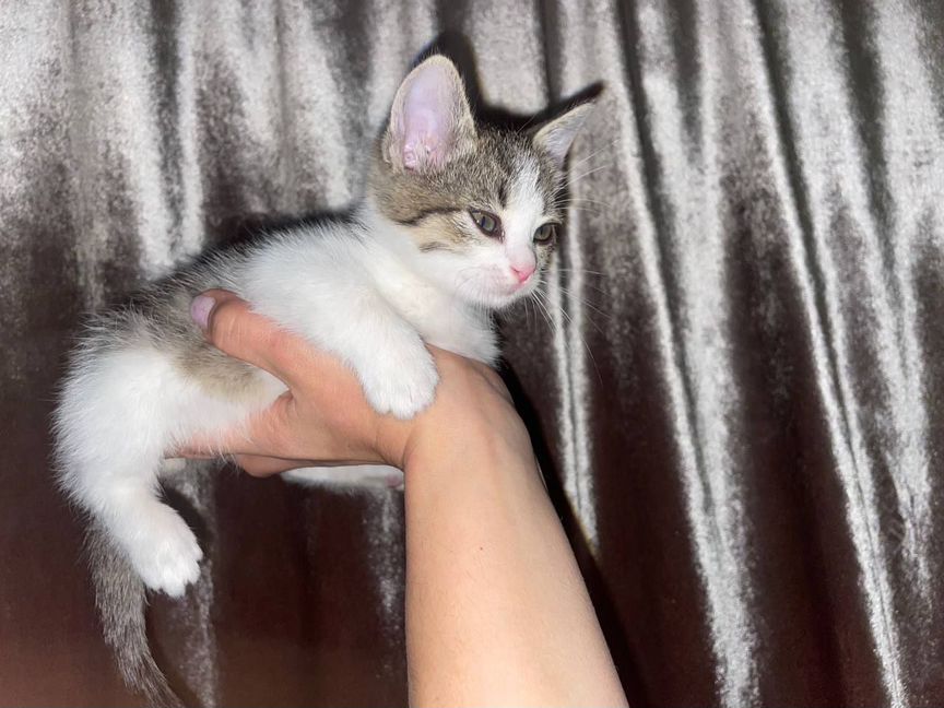 Котенок в добрые руки