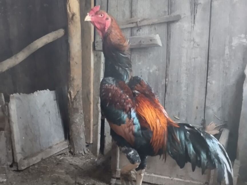 Продам бойцовых петухов