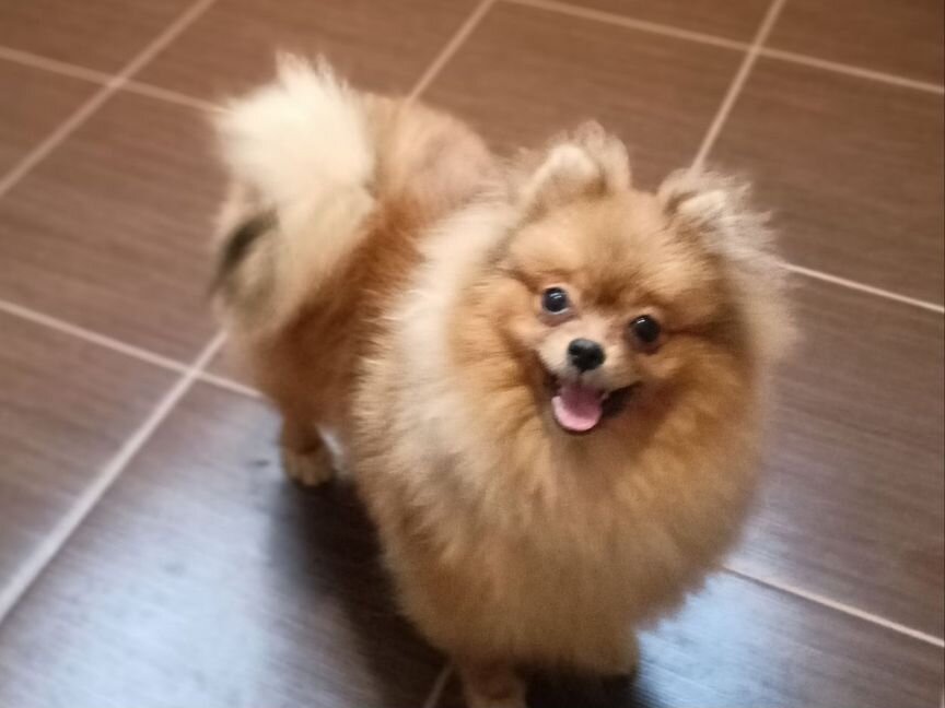 Шпиц подросток