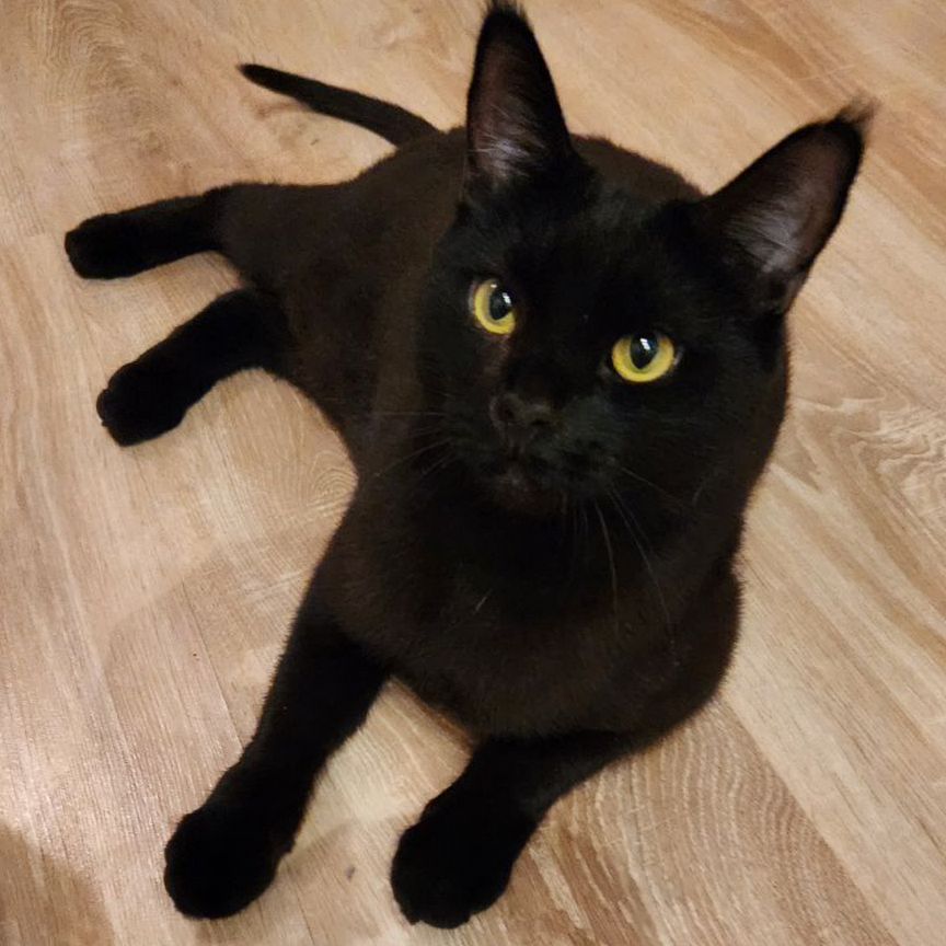 Взрослая, кошка в добрые руки