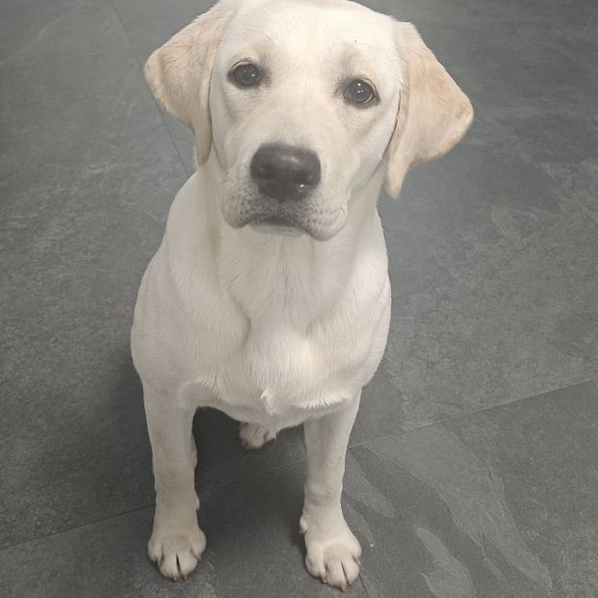 Лабрадор-ретривер, взрослая собака