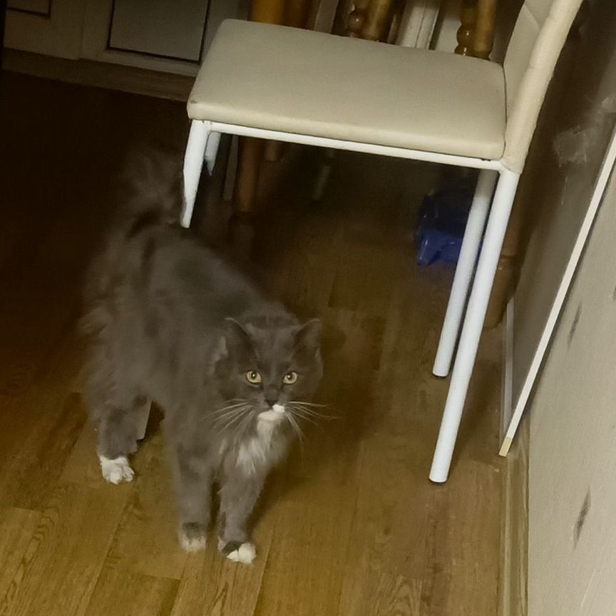 Взрослый кот в добрые руки