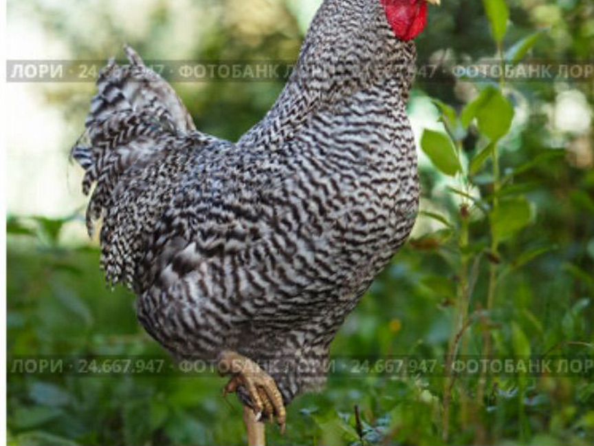 Продается Петух