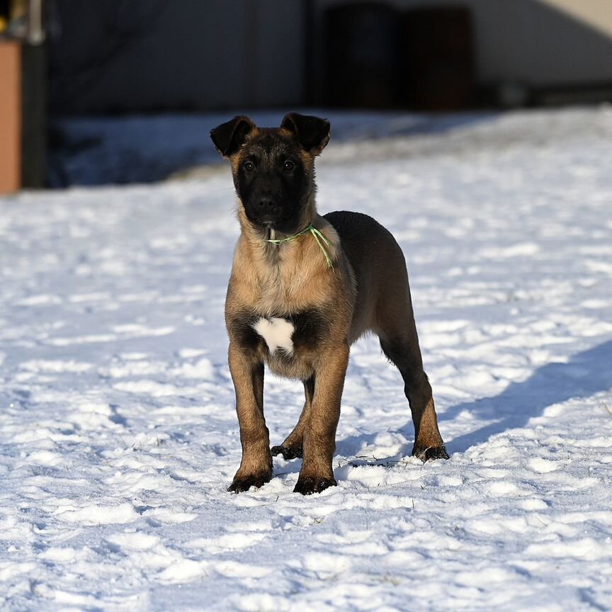 Щенки малинуа для вас