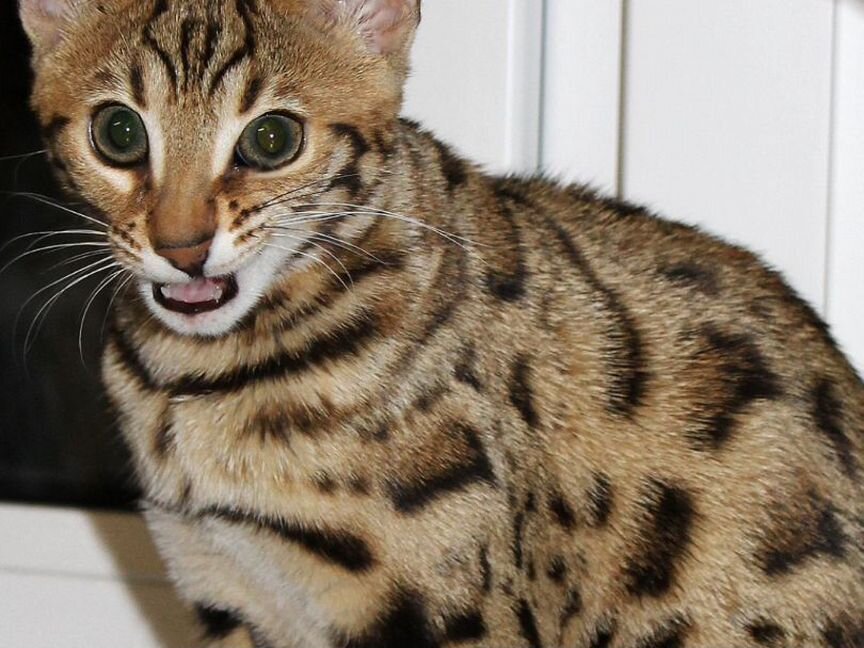 Бенгальская кошка Ф2