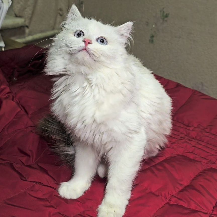 Кошечка в добрые руки