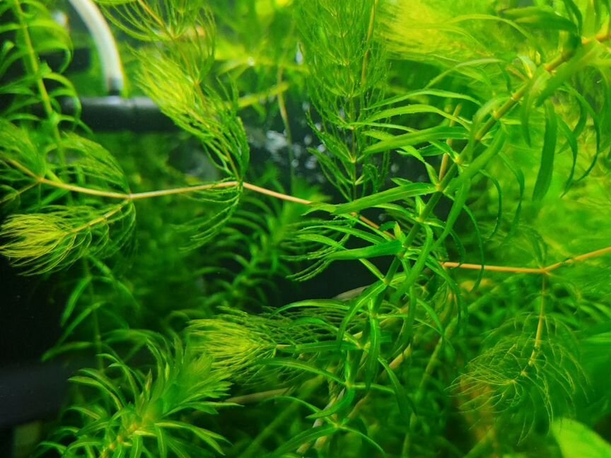 Свежая прополка растений