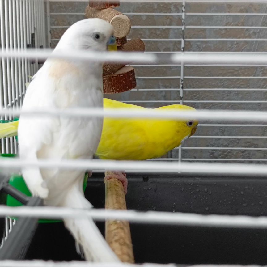 Продам клетку с попугаями