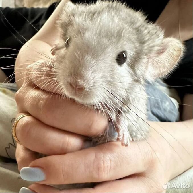 Бежевая шиншилла девочка