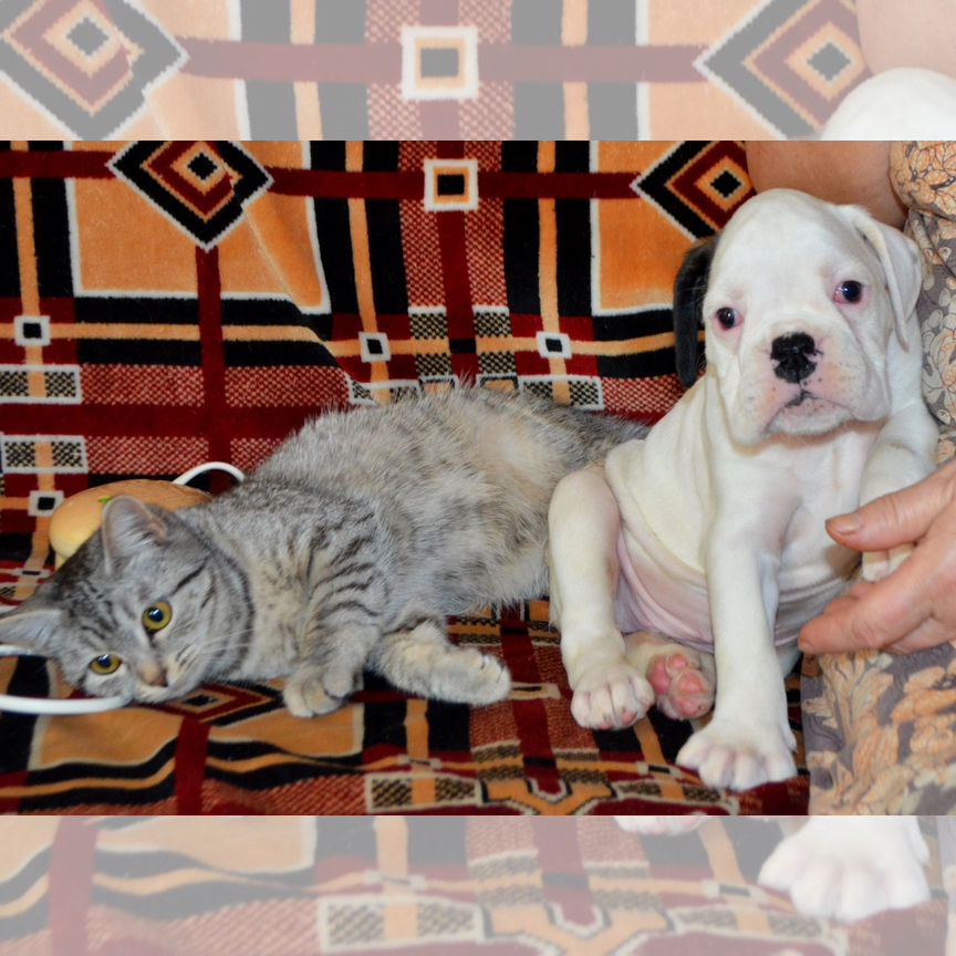 Очаровательная Белоснежка