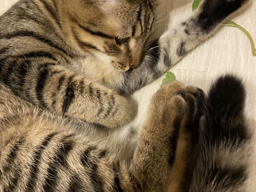 Котенок мальчик В добрые ручки
