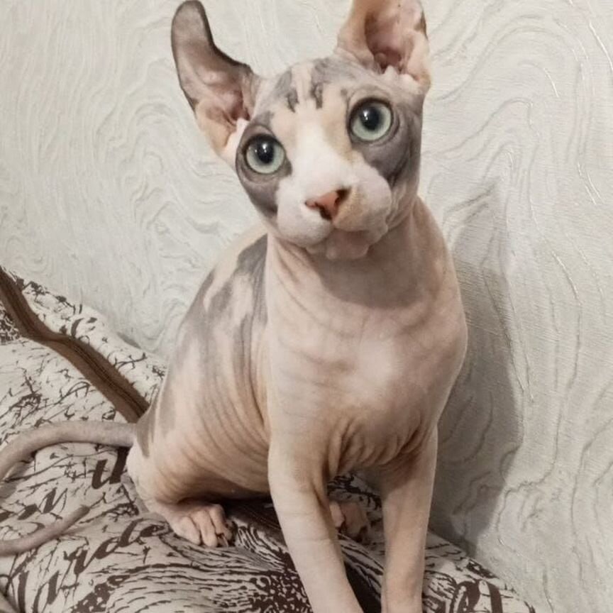 Продам кошку канадский сфинкс эльф. Туалет автомат