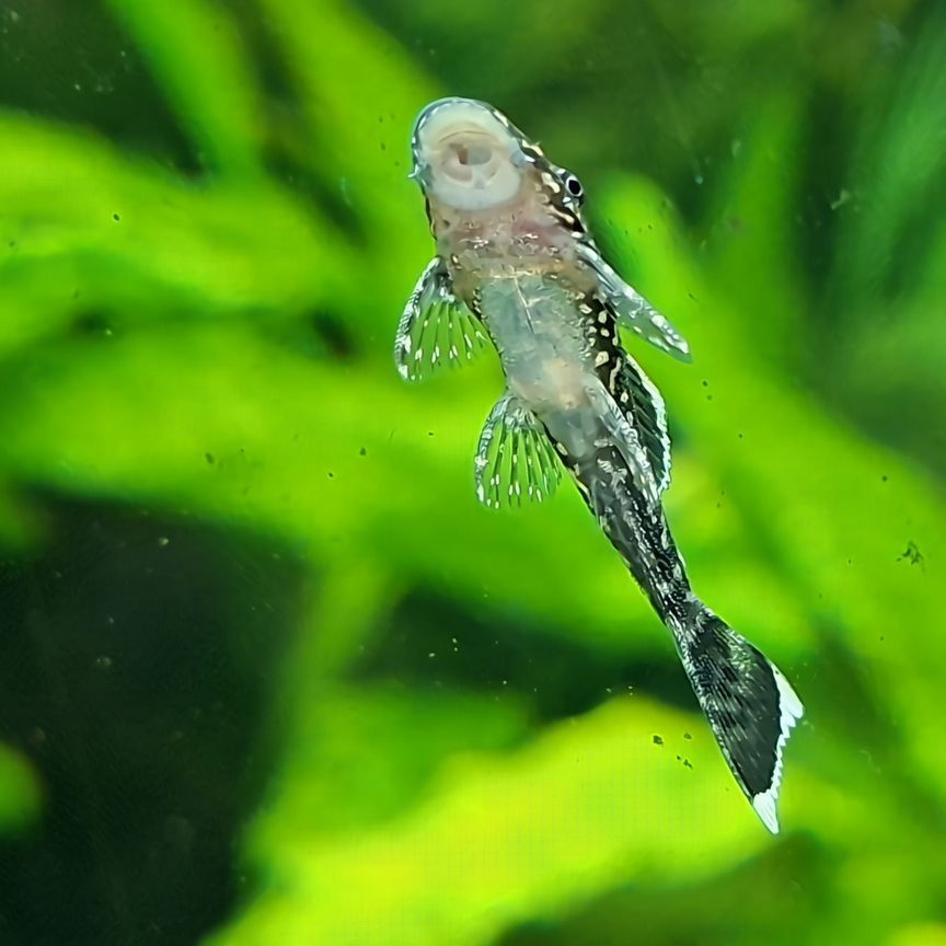 Анциструс вуаль