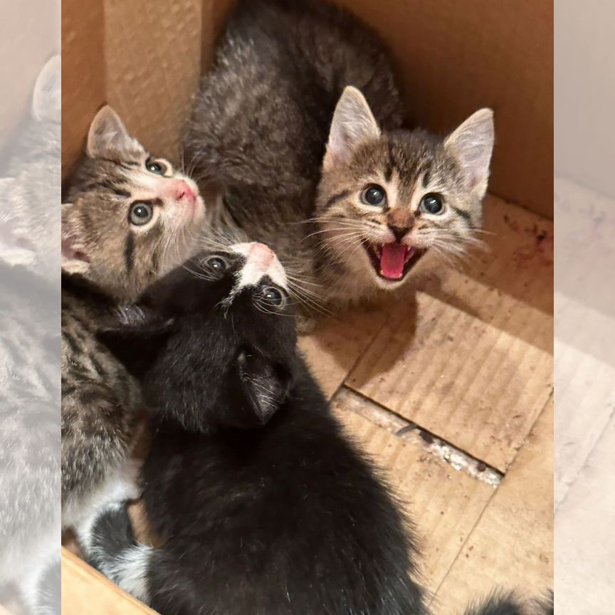 Котёнок в добрые руки