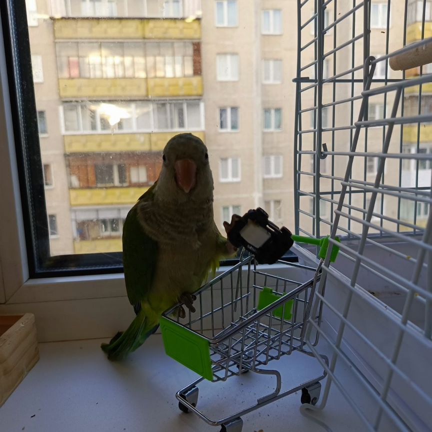 Попугай монах или квакер выкормыш