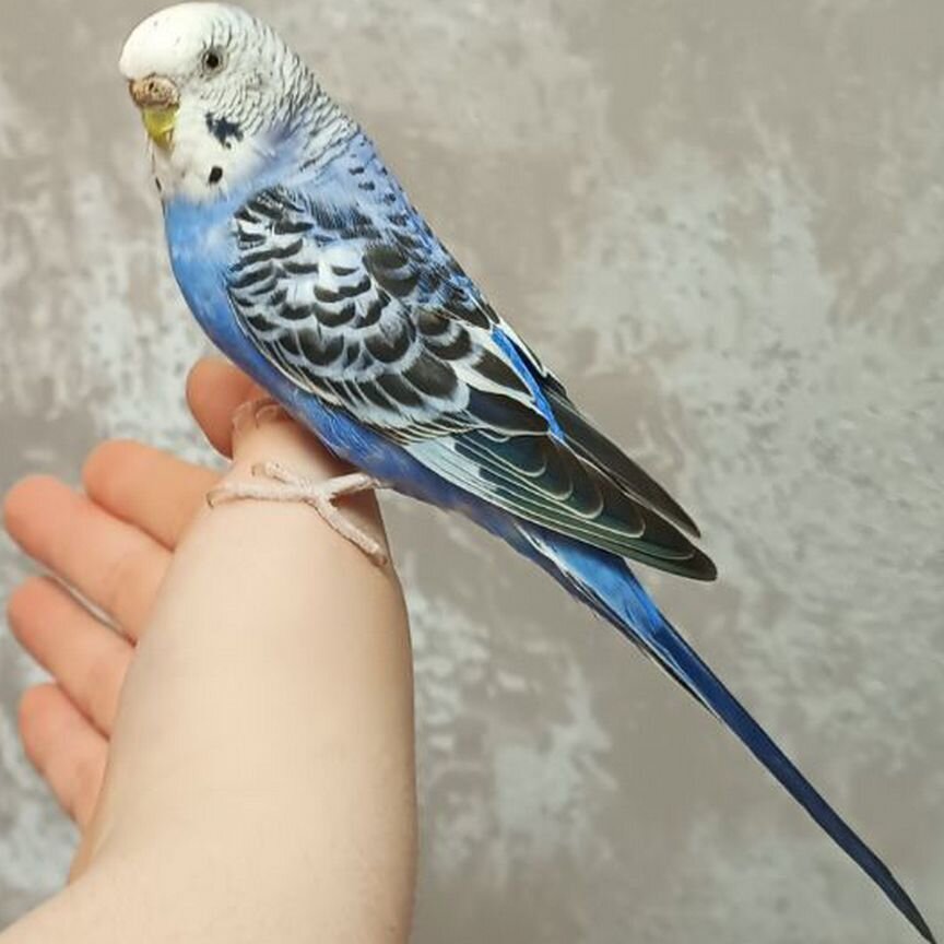 Волнистый попугай